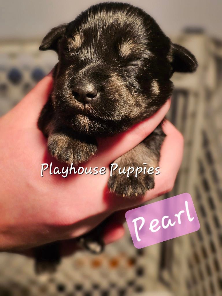 Avaliable Puppies Playhouse Puppies avaliable-puppies-playhouse-puppies