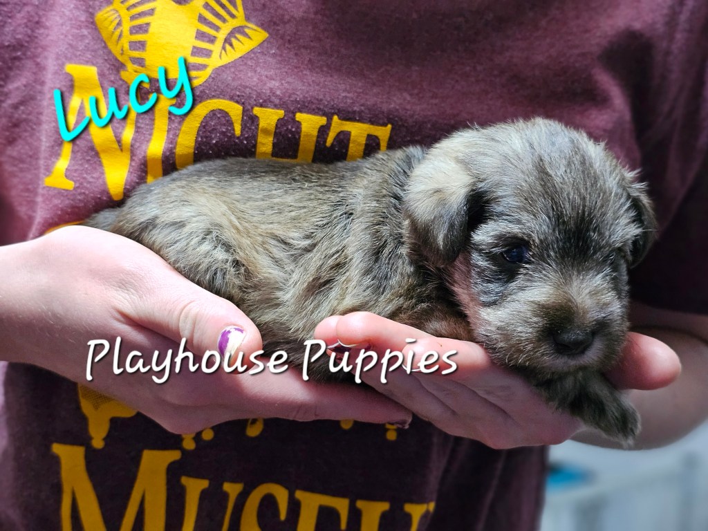 Avaliable Puppies – Playhouse Puppies